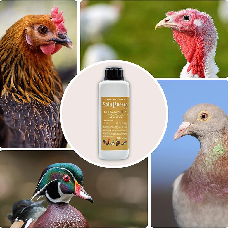 Finca casarejo solupuesta suplemento alimenticio para gallinas y aves de corral | Tiendanimal